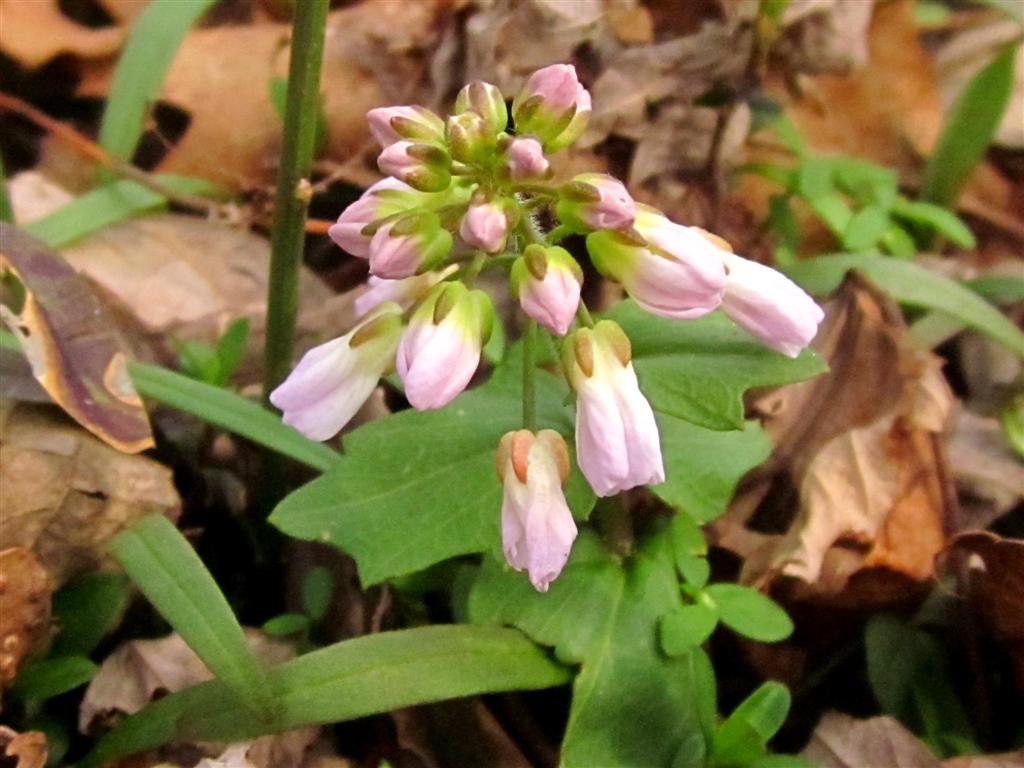 Plants Amaze Me: Spring Wildflowers in Michigan