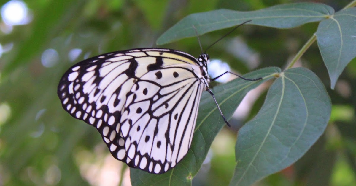 PL Fallin Photography: White Spring Butterfly