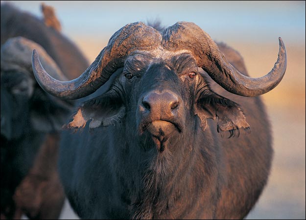 Buffalo Wildlife Facts and Latest Photographs 2012 | The Wildlife