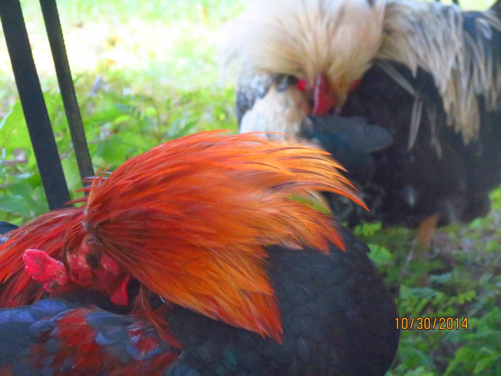 Animals In the Shadows: Commando