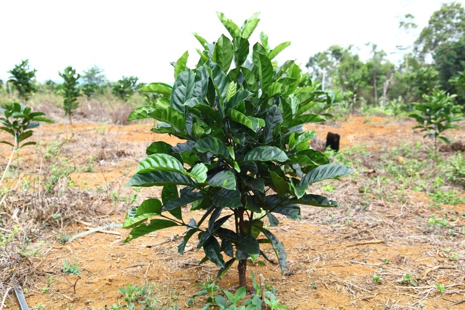 BLOG - DUNIA PERTANIAN MALAYSIA: POTENSI PENANAMAN KOPI LIBERICA DI ...