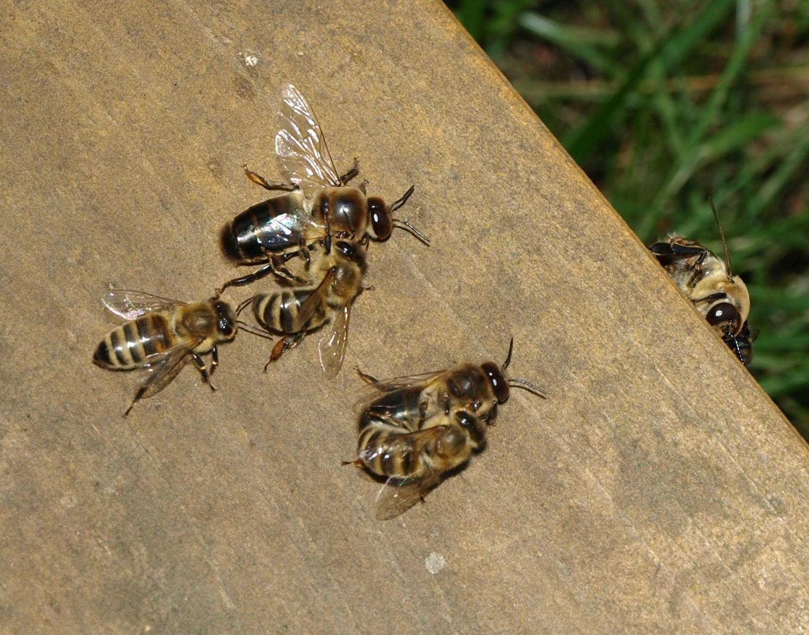 Bienentagebuch: Ende der Drohnen