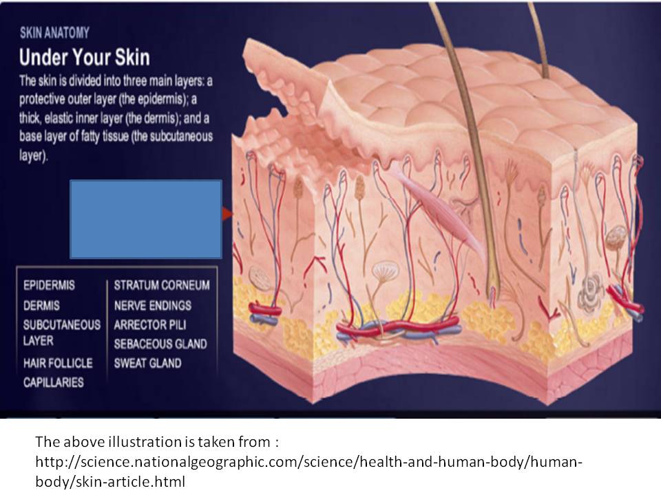 Therapist thruths: Understanding how skin works