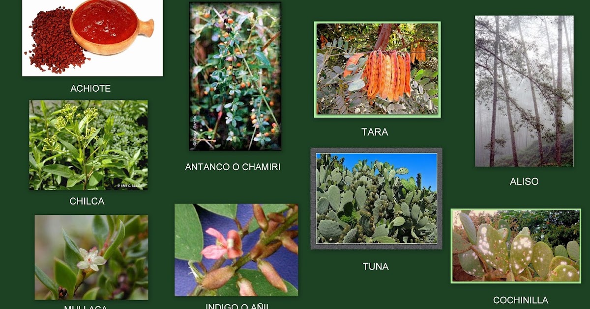 ANPP Animales y Plantas de Perú: Plantas Tintóreas o Colorantes del Perú