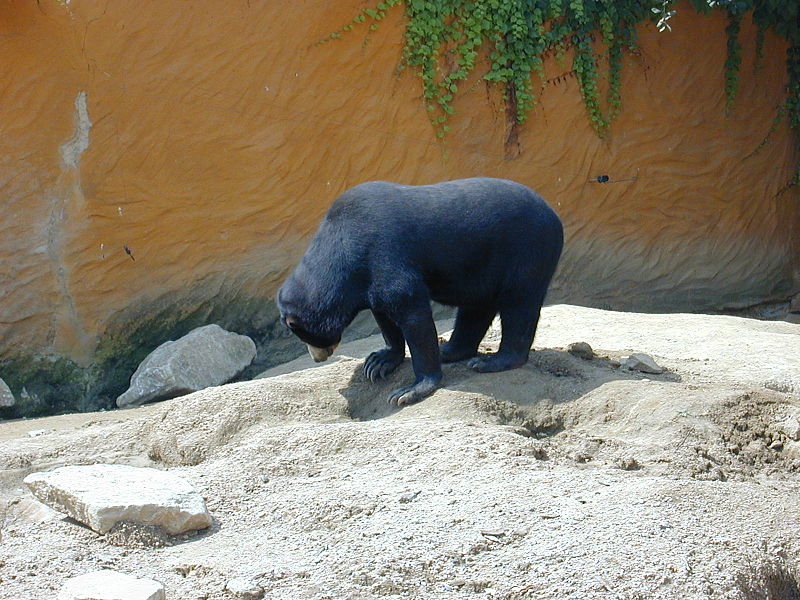 Animales en el Planeta: El oso malayo u oso del sol (Helarctos malayanus)