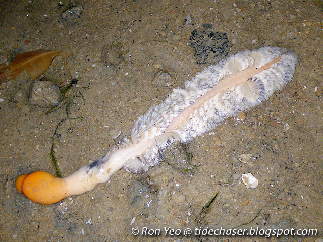 tHE tiDE cHAsER: Sea Pens (Phylum Cnidaria: Order Pennatulacea) of ...