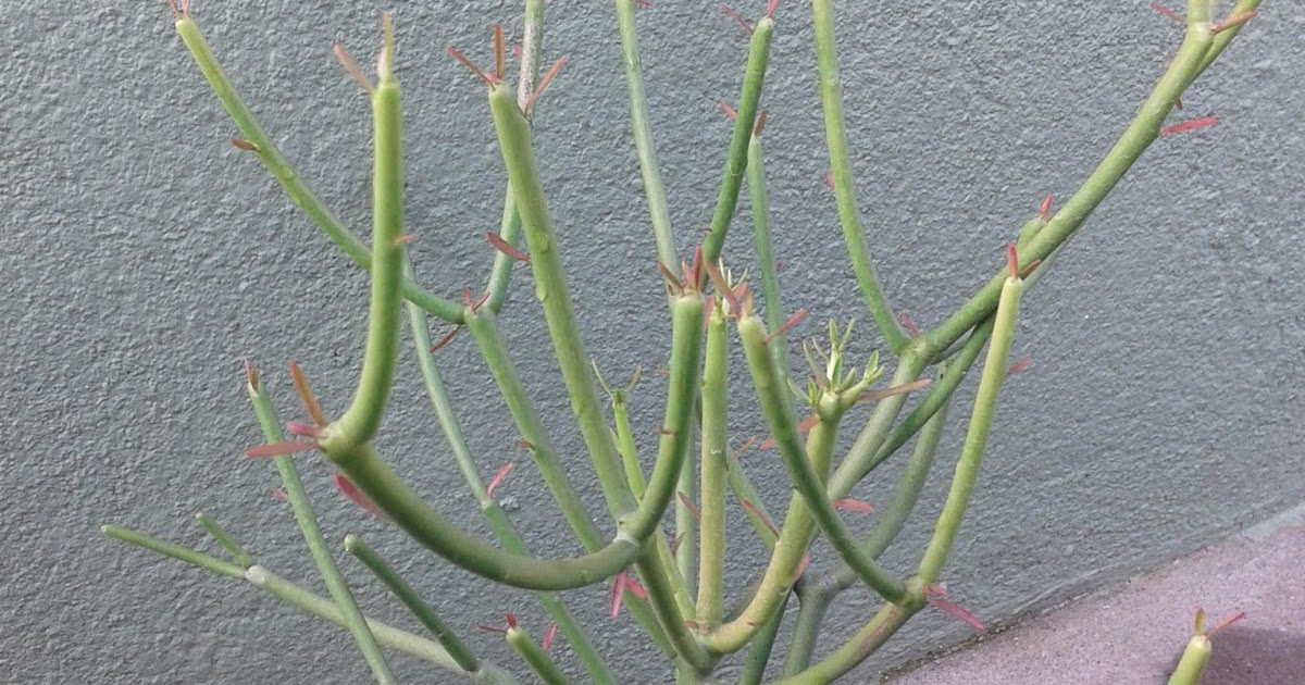 SAKA GARDEN: Leaf less plant