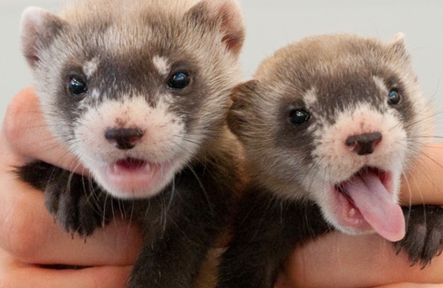 Keturios Pėdutės : Šeškiukai!!!