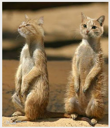 something new: merged animals