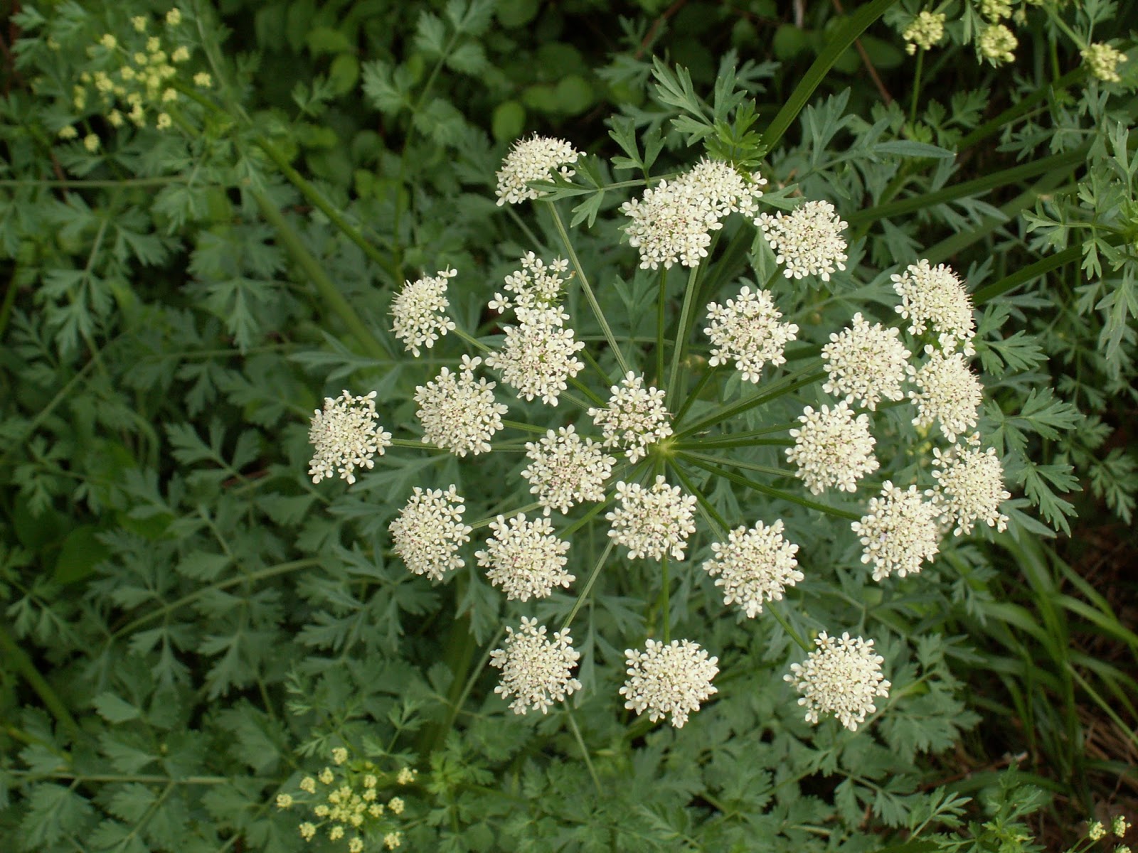 BotanikaSestao: La Cicuta