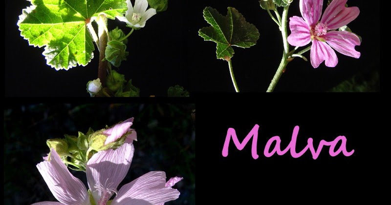 HUESCA Y LA SIERRA DE GUARA: Malva Carl von Linné, 1753 ма́льва, 锦葵属 ...