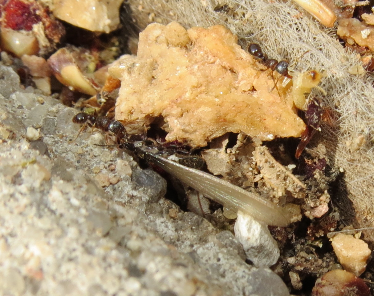 Bug Eric: Predator and Prey: Ants versus Termites