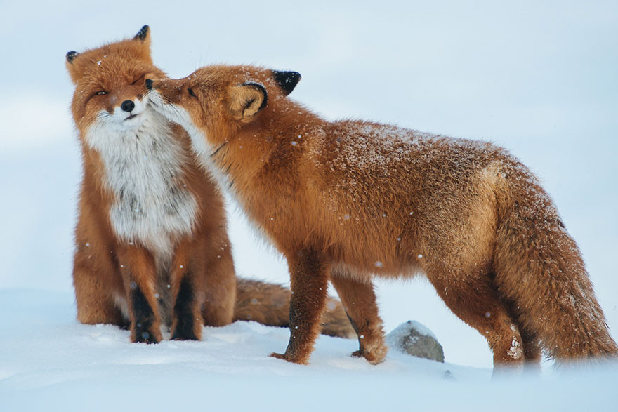 White Wolf : A Russian worker takes stunning photos of foxes in a ...