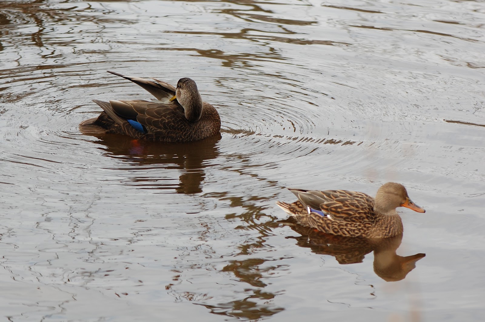 Urban Wildlife Guide: American Black Duck