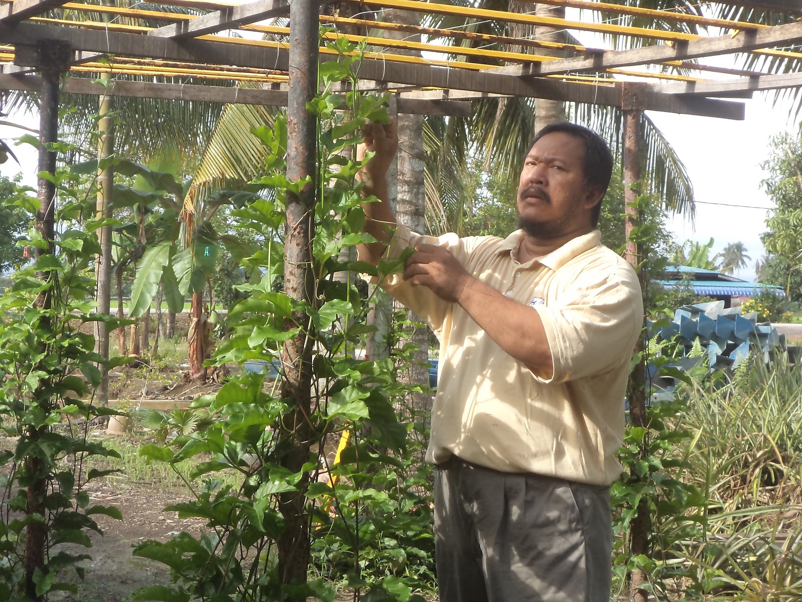 anaklaut: TANAMAN MARKISA DI HALAMAN RUMAH