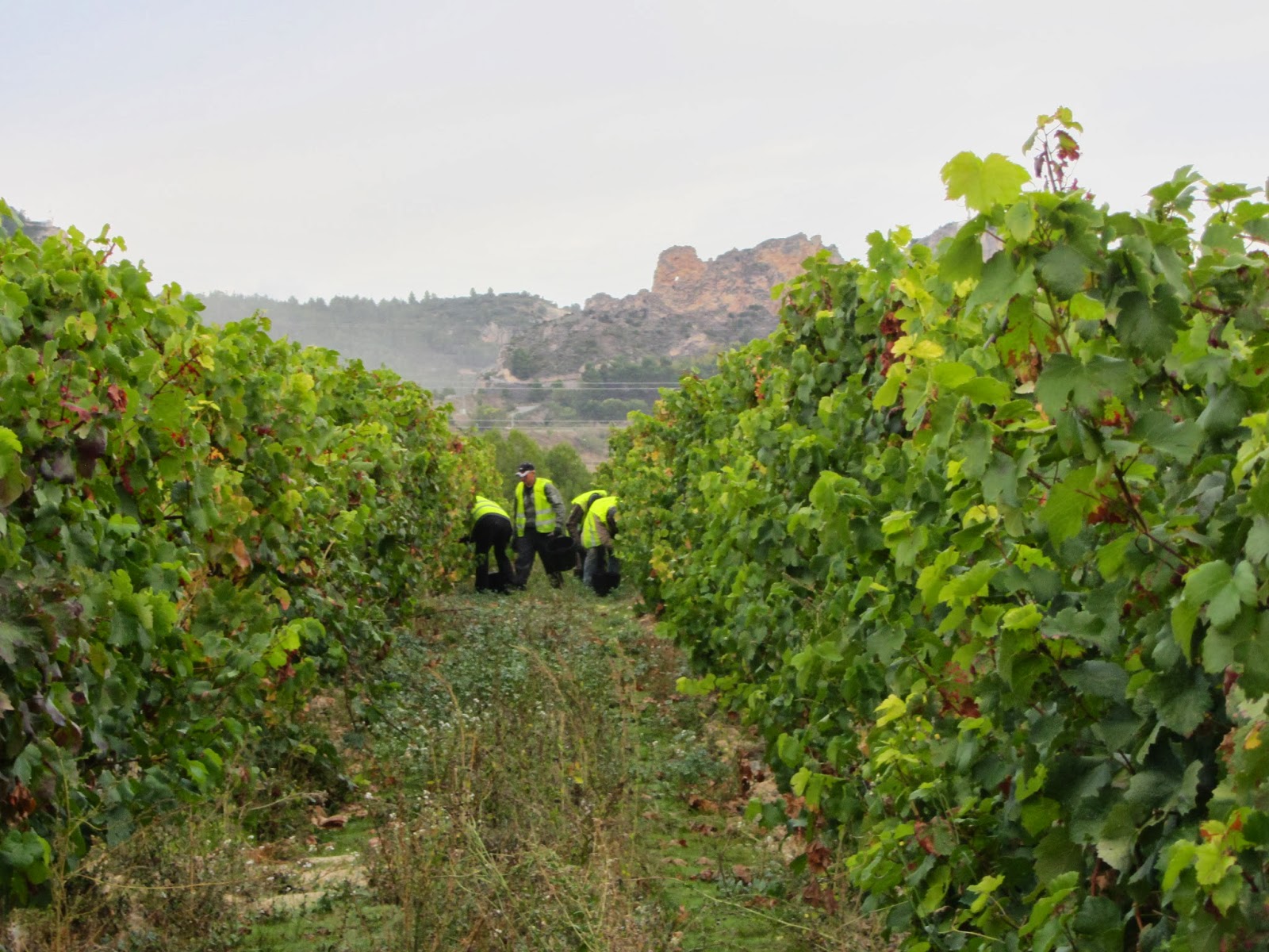 Wine -- Mise en abyme: Bodegas Muga: Vineyard visit and Cava breakfast ...