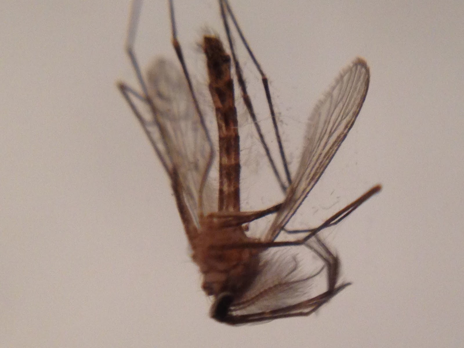 Microscopy-Pictures: Midge under smartphone microscope