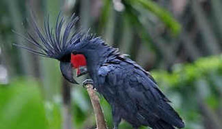 Burung Kekar Kakatua Raja Hitam Dari Ujung Timur - Trend burung