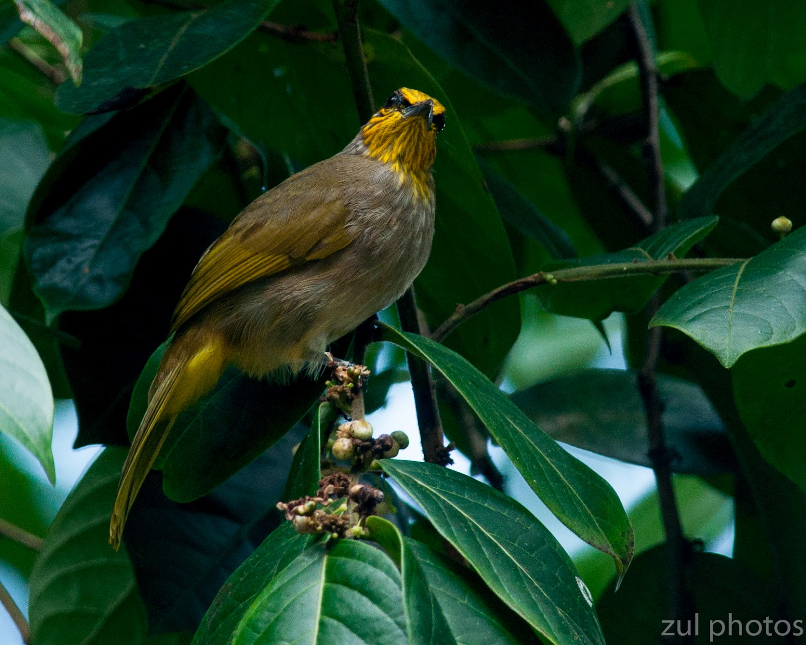 Zul Ya - Birds of Peninsular Malaysia: Striped Throated Bulbul
