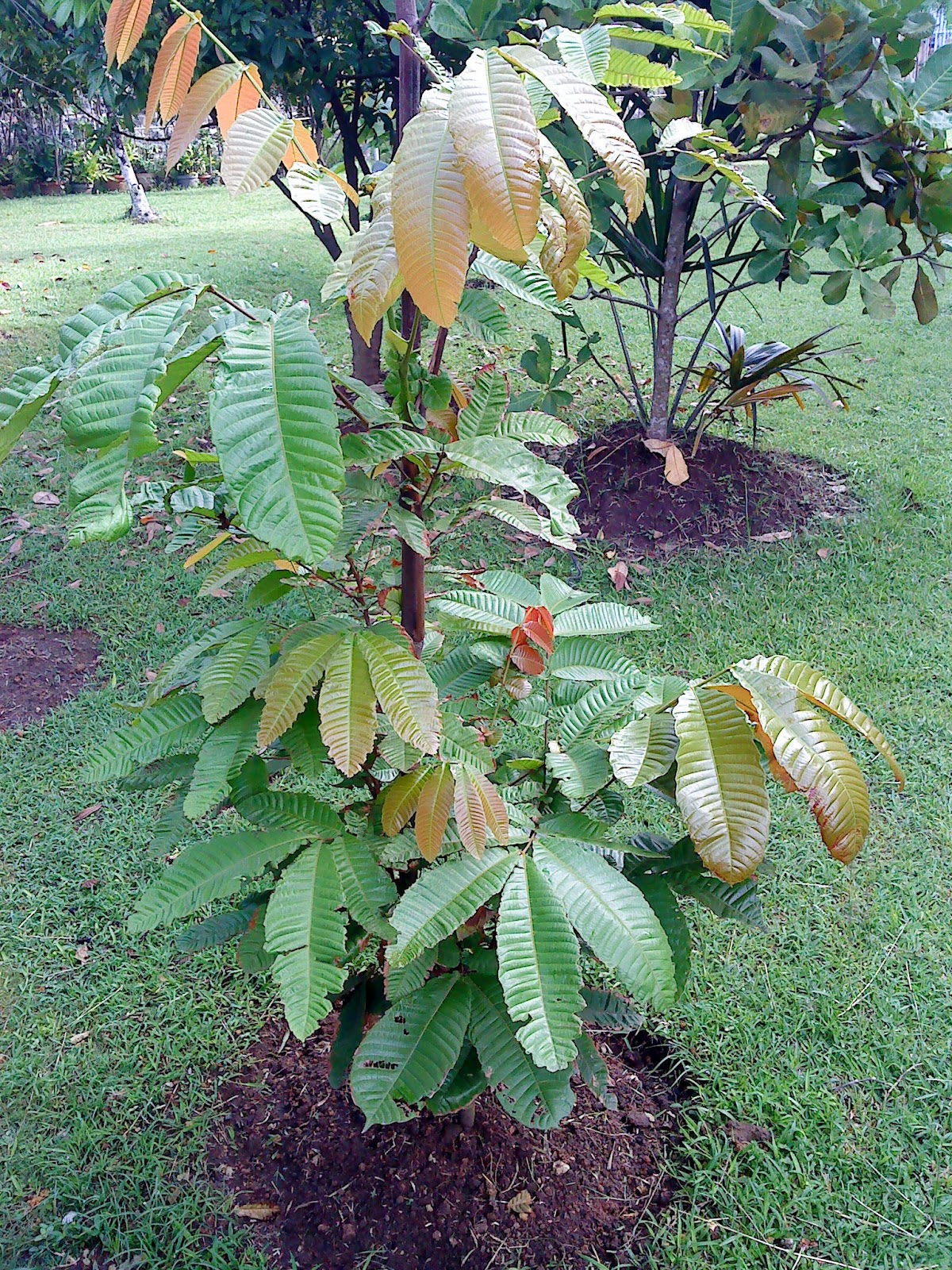 Learn More, Learn Everything: Buah Matoa dengan Sensasi Rasa Nano Nano Learn More, Learn Everything: Buah Matoa dengan Sensasi Rasa Nano Nano