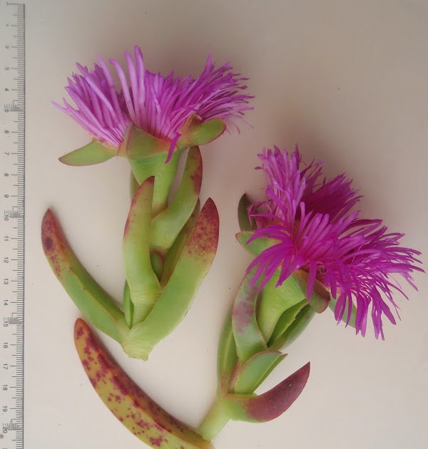 HERBARIO VIRTUAL DE BANYERES DE MARIOLA Y ALICANTE: Carpobrotus ...