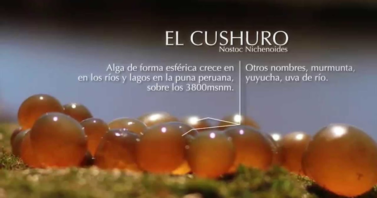 El Cushuro, un alimento nutritivo y natural