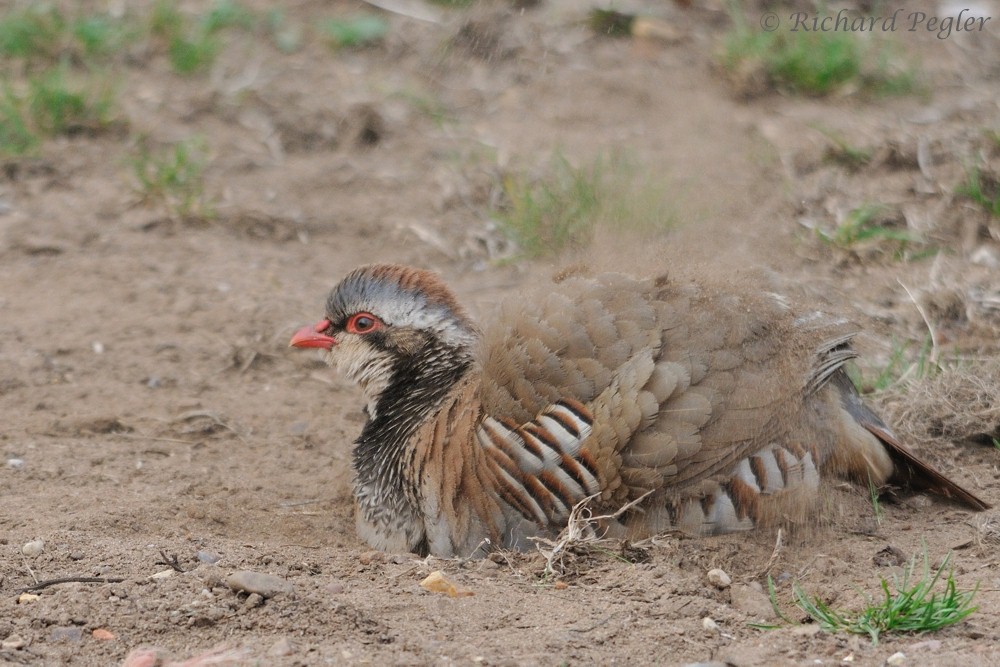 Pegler Birding: The Partridge Family - on 18th August, 2011