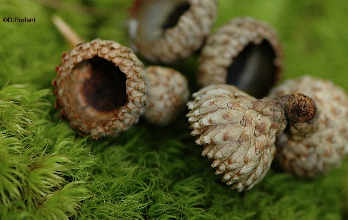 Field Biology in Southeastern Ohio: Oaks of Ohio