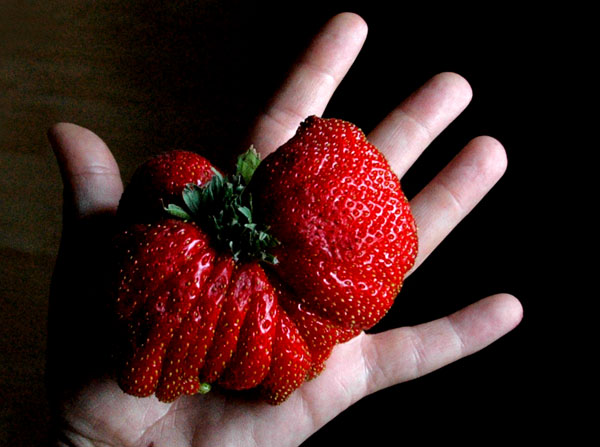 Vriksha Nursery: The mutant fruits of Fukushima.