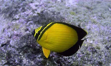 D' Ocean Aquarium: Ikan Kepe kepe (Butterfly Fish)