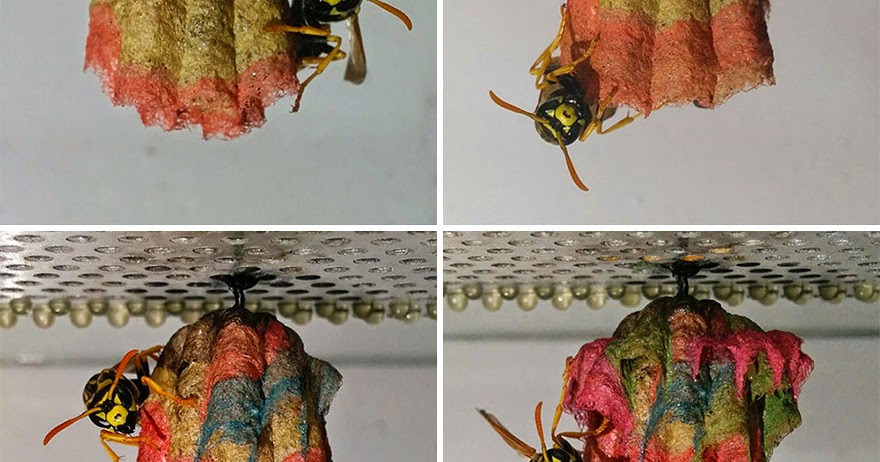 When Wasps Are Given Colored Paper, They Build Rainbow Nests - Lovely ...
