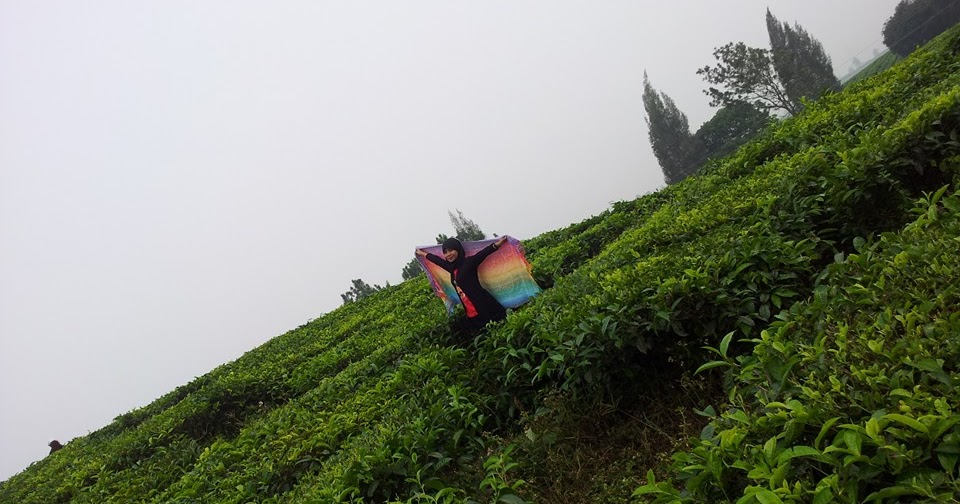 Wisata Kebun Teh Dan Pemandian Bahdam Sidamanik Sumatera Utara