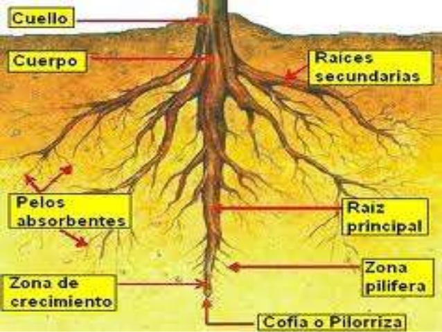 El jardín de la alegría : partes de un rosal