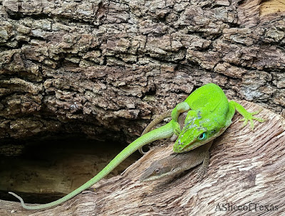 A Slice of Texas blog : GREEN LIZARDS - why I don't use pesticides