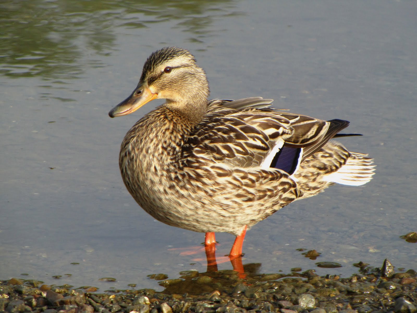 Duck - HD Wallpapers | Earth Blog