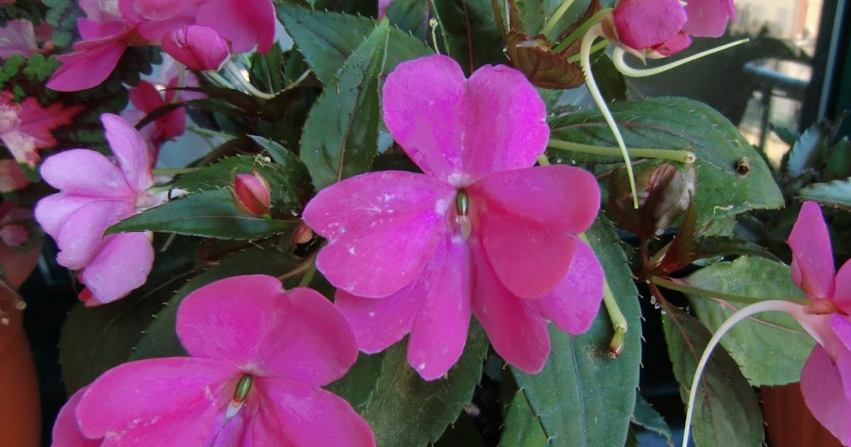 Plantas de Huerta Otea, Salamanca: Alegría de Guinea (Impatiens hawkeri)