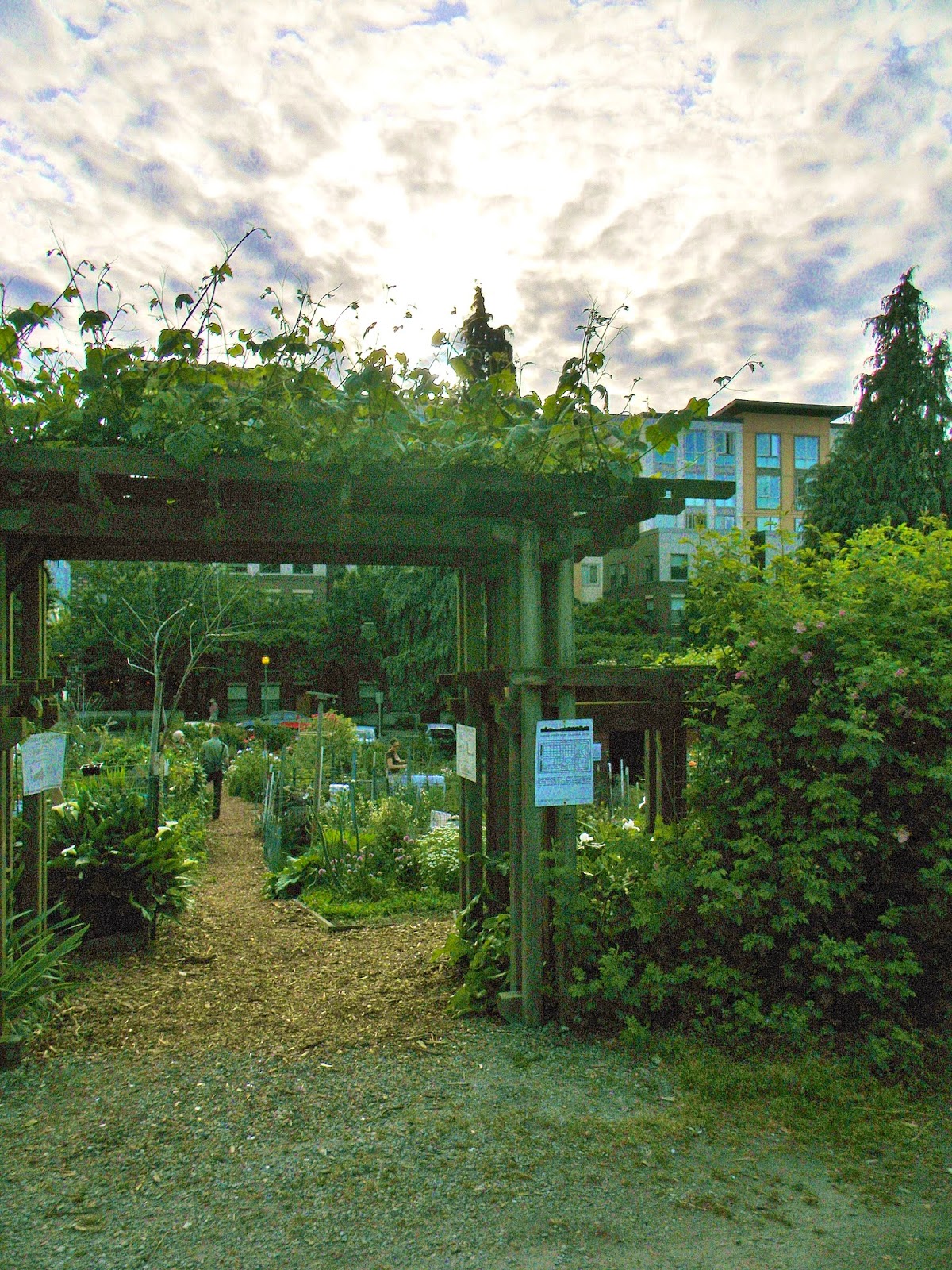 Cascade P-Patch Community Garden: P-Patch Work Party