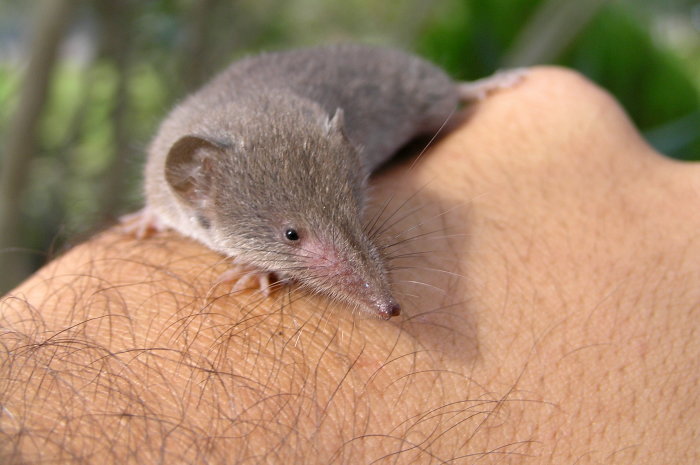 O Livro da Natureza: Pequenos Mamíferos Insetívoros