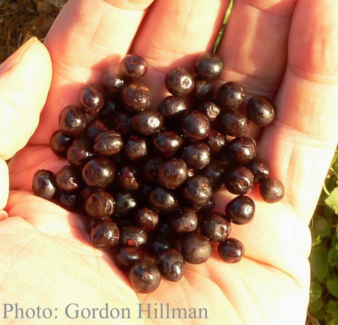 Wild Plant Foods of Britain: Bird Cherry (Prunus padus)