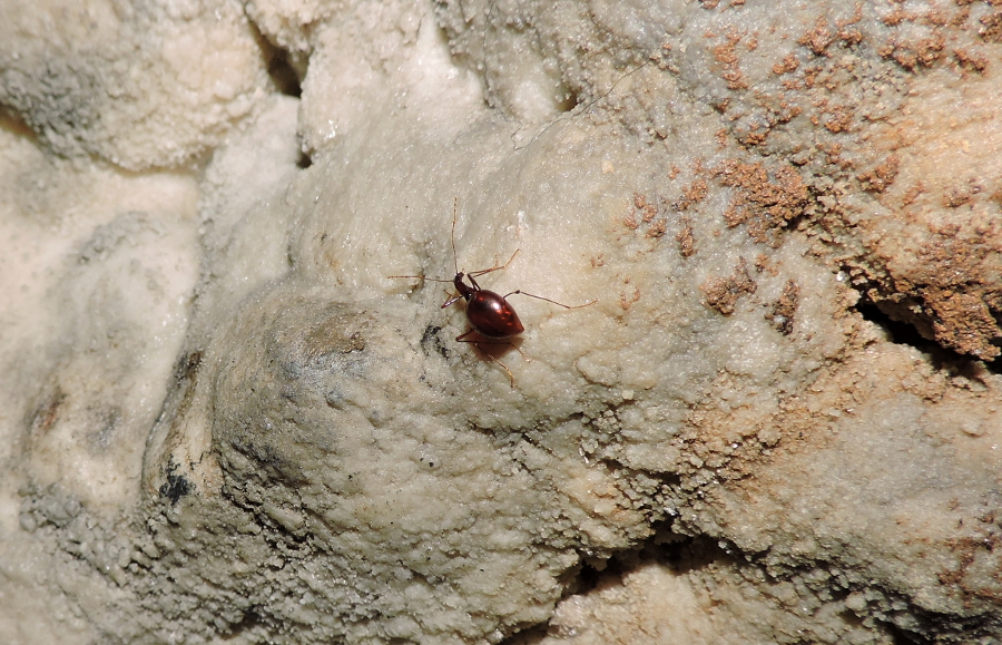 Carniolicum - Wildlife & Biodiversity in Slovenia: Endemic cave beetle ...