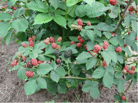 Plantas Medicinais: Amoreira