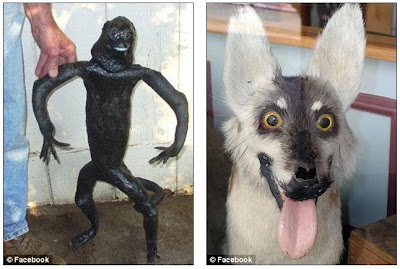 Get stuffed: The disturbing animals created when taxidermy goes wrong ...