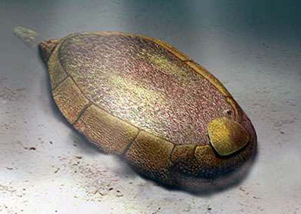 PALAEOBLOG: The Feeding Style of Man's 500 Million Year Old Ancestor