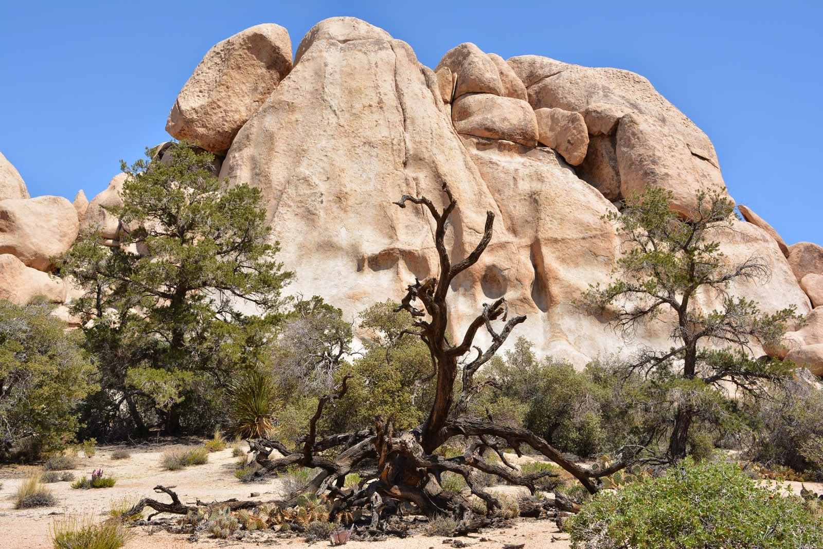 Patrick Tillett: Hollowed Boulder Rock Art - Joshua Tree National Park