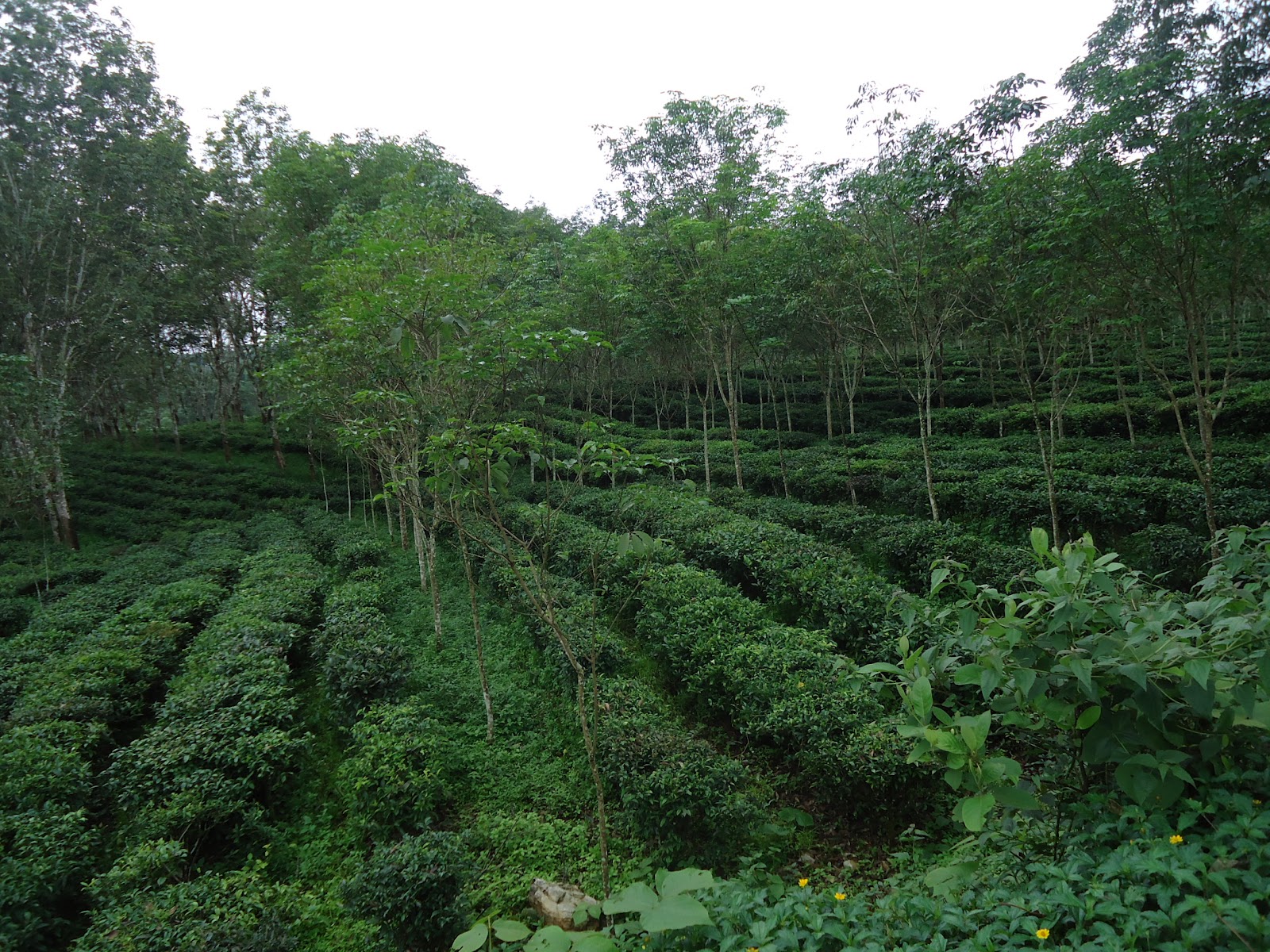 Bannablog: Mixed plantations