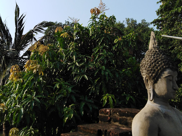 Come Coltivare il Mango (Mangifera indica) in Italia ? - Crescita e ...