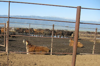 U.S. Food Policy: Joseph Gallo Farms