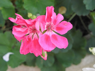 Some Good Words: MARTHA COTHREN