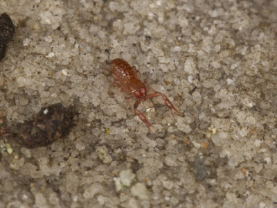 Variety of Life: Chthoniidae