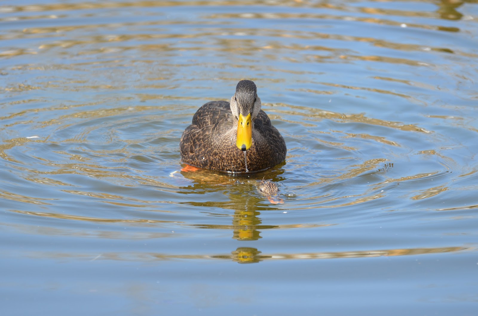 Urban Wildlife Guide: Duck Romance